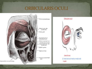 Muscles of face | PPTX