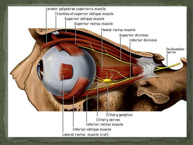 Muscles of face | PPTX | Eye and Vision Conditions | Diseases and ...
