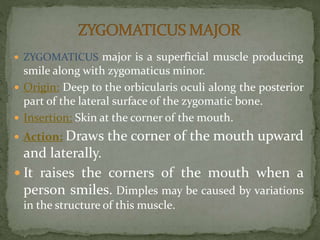Muscles of face | PPTX