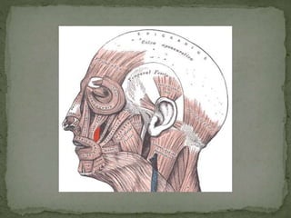 Muscles of face | PPTX