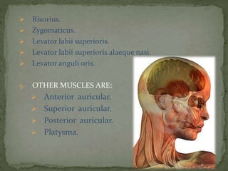 Muscles of face | PPTX