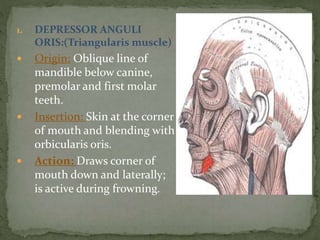 Orbicularis Oris Origin And Insertion