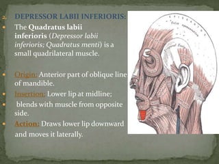Depressor Labii Inferioris Action