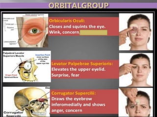 Muscles of Face and Cranial Nerves.pptx