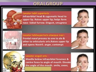 Muscles of Face and Cranial Nerves.pptx
