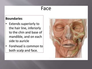 Muscles of Face and Cranial Nerves.pptx