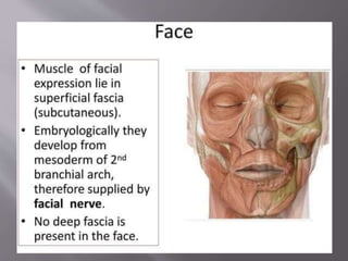Muscles of Face and Cranial Nerves.pptx