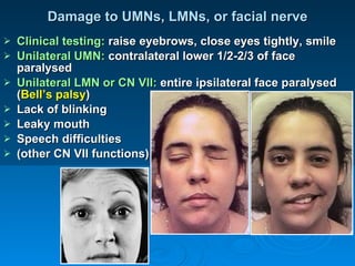 Muscles Of Facial Expression | PPT