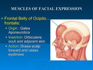 Muscles Of Facial Expression | PPT