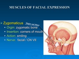 Muscles Of Facial Expression | PPT