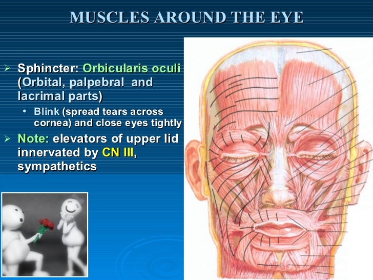 Muscles Of Facial Expression