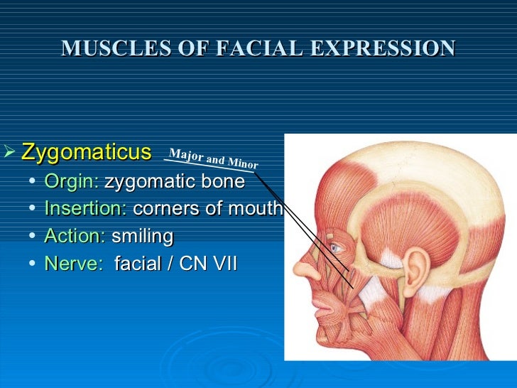 Zygomaticus Major And Minor