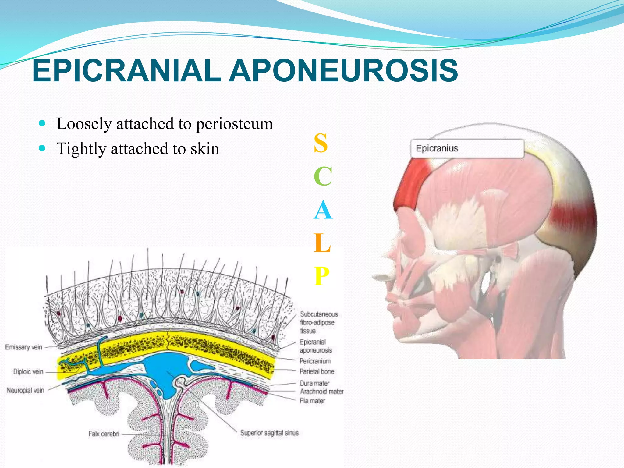 Muscles of facial expression | PPTX