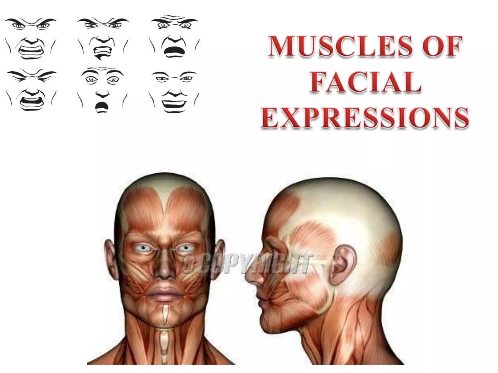 Muscles of facial expression | PPTX