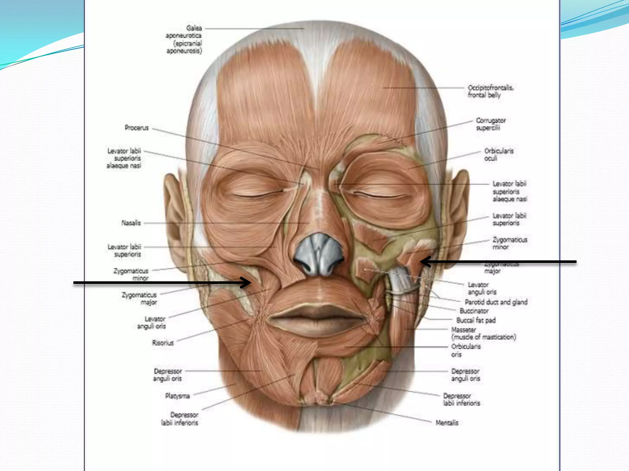 Muscles of facial expression | PPTX