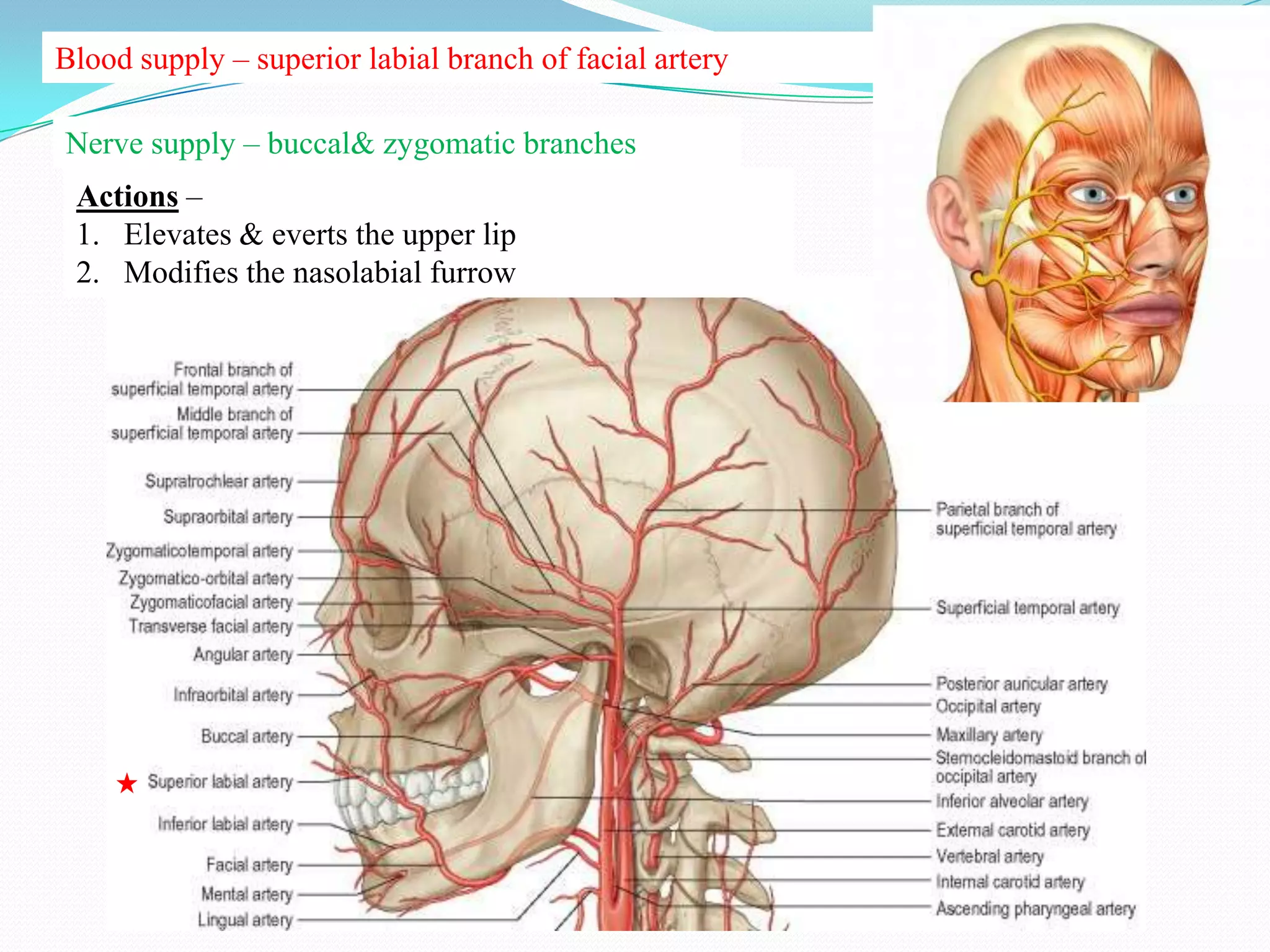 Muscles of facial expression | PPTX
