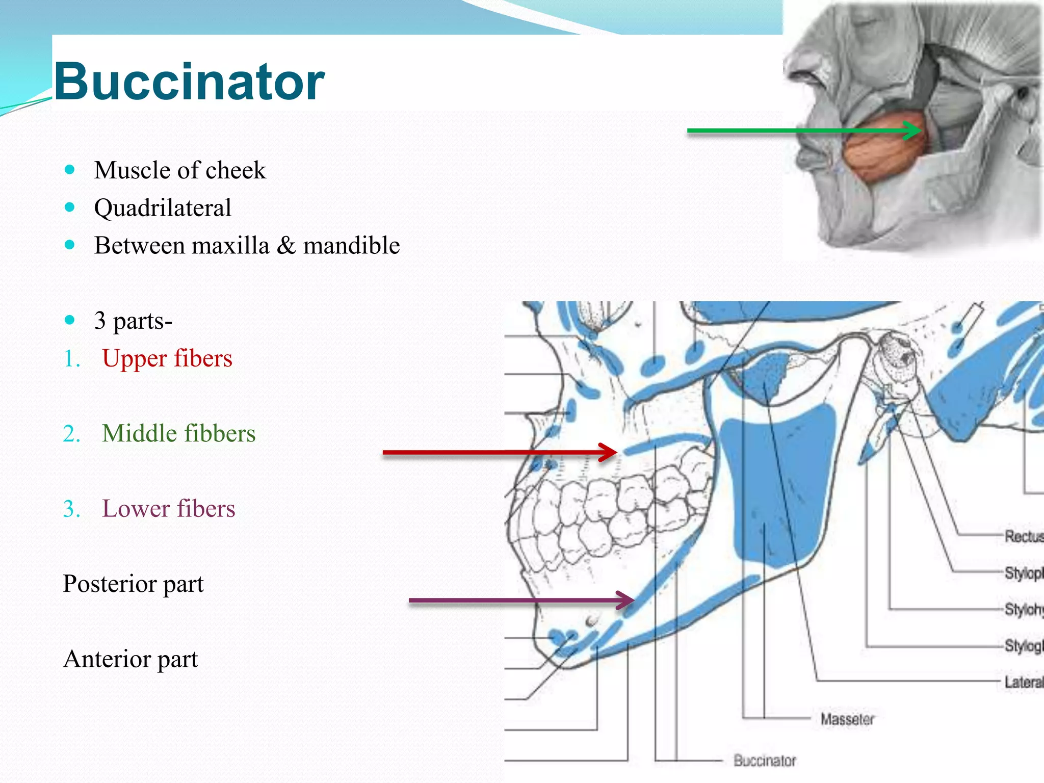 Muscles of facial expression | PPTX