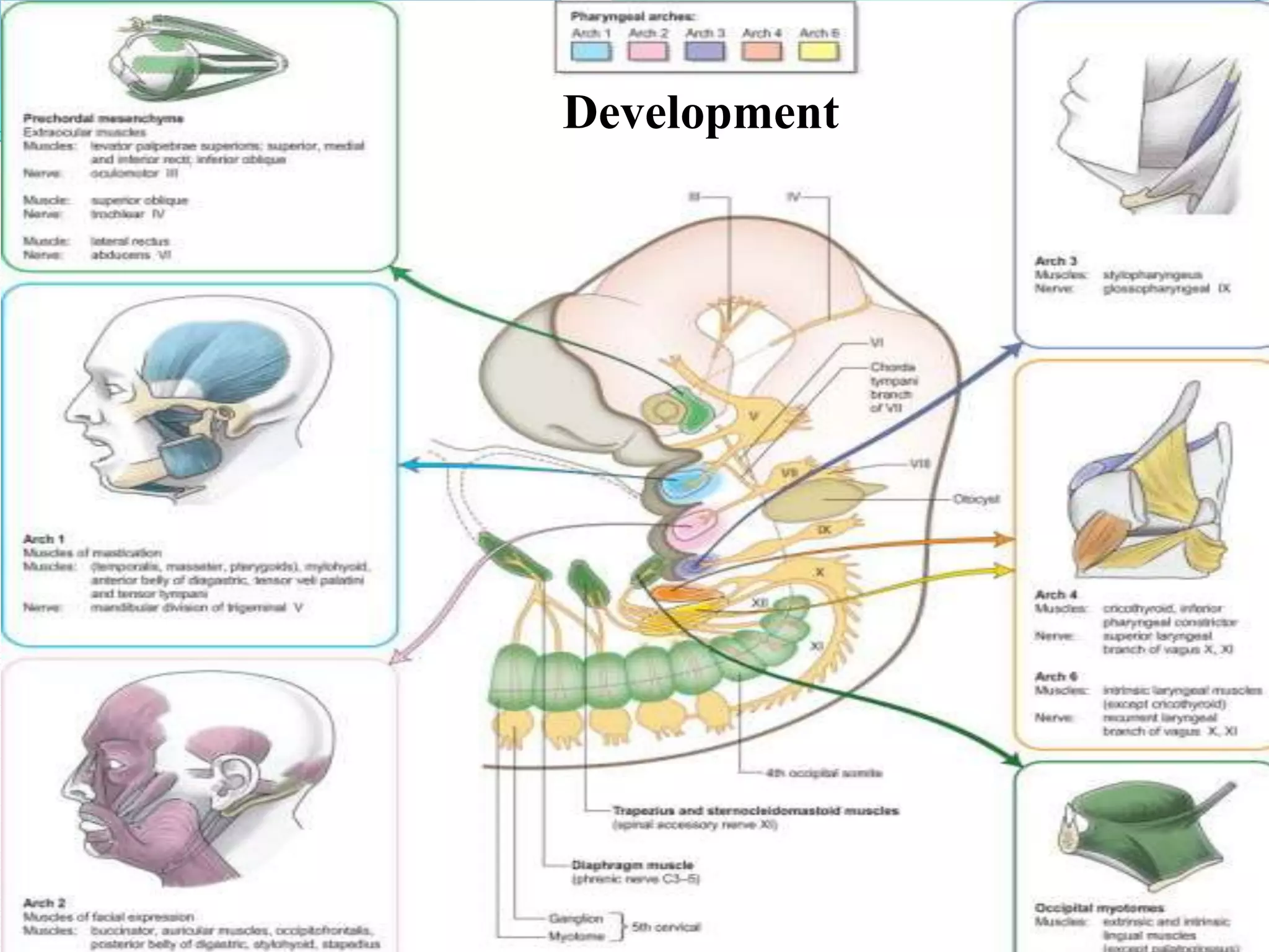 Muscles of facial expression | PPTX