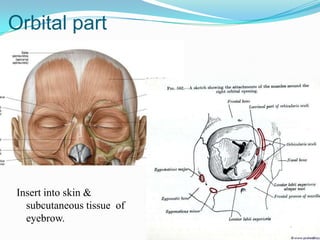 Muscles of facial expression | PPTX