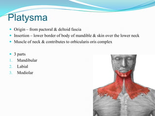 Muscles of facial expression | PPTX