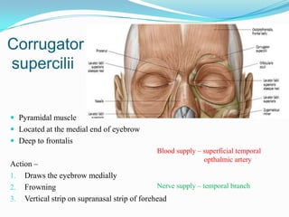 Corrugator Supercilii Expression