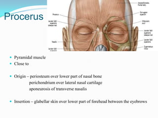Corrugator Supercilii Action