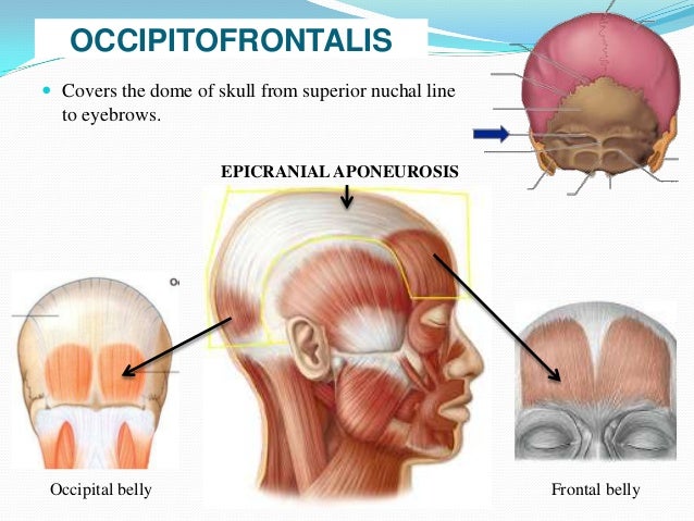 Muscles of facial expression