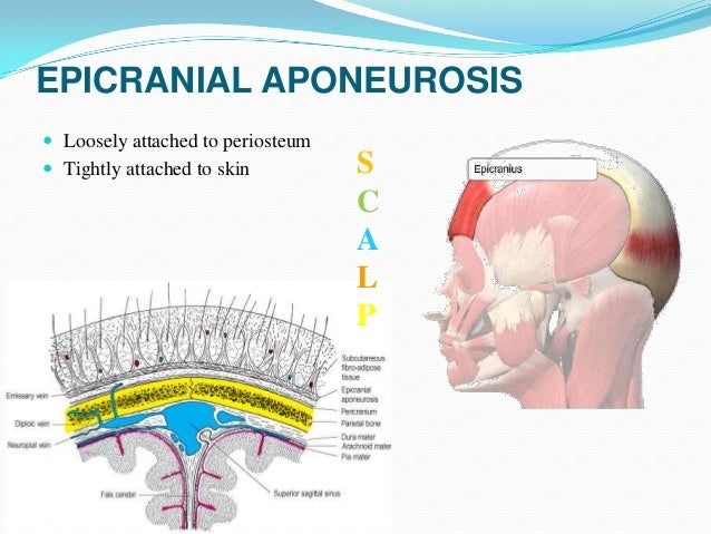 Muscles of facial expression