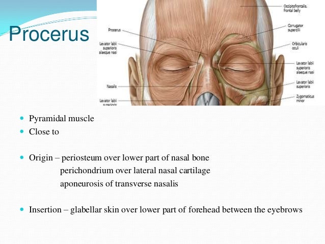Muscles of facial expression