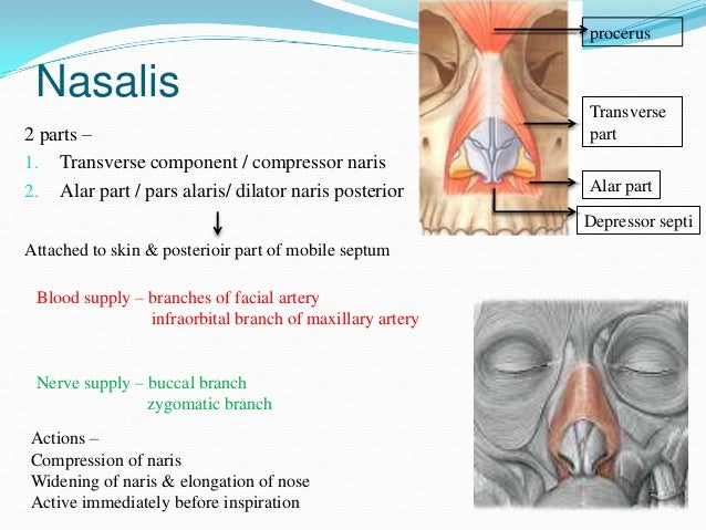 Muscles of facial expression
