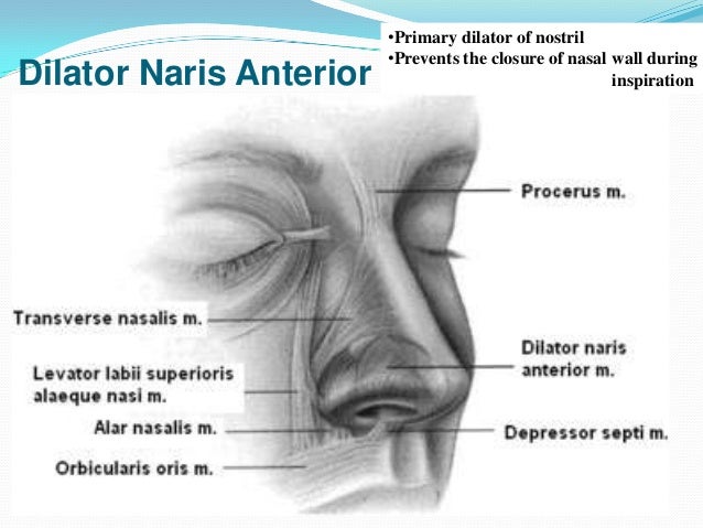 Muscles of facial expression