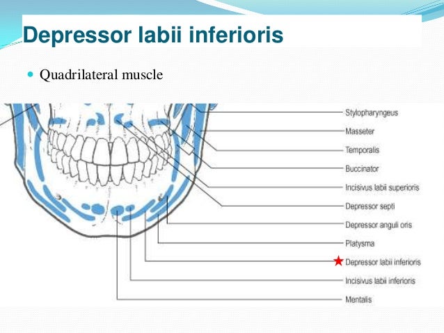 Incisivus Labii Superioris Muscle Anatomy And Physiology Related To
