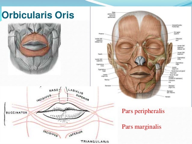Muscles of facial expression