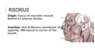 Muscles of facial expression | PPTX