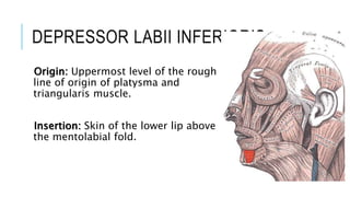 Muscles of facial expression | PPTX