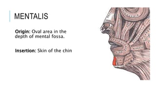 Muscles of facial expression | PPTX