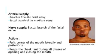 Muscles of facial expression | PPTX