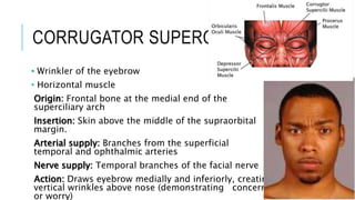 Muscles of facial expression | PPTX