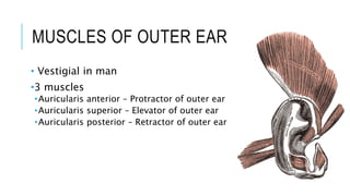 Muscles of facial expression | PPTX