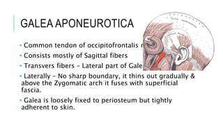 Muscles of facial expression | PPTX