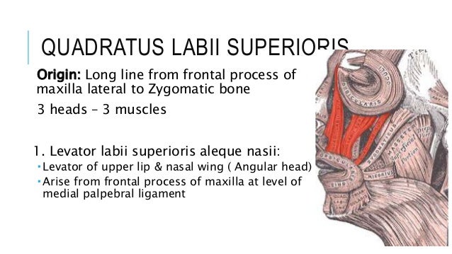 Muscles of facial expression