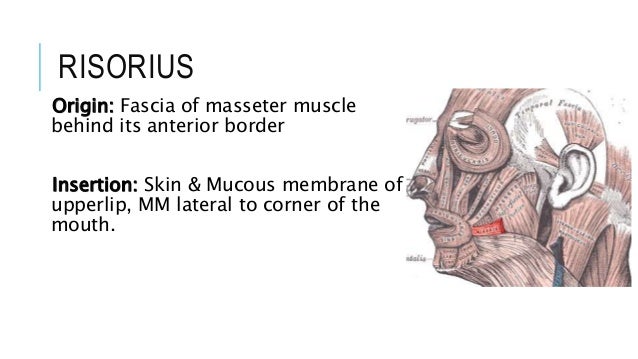 Muscles of facial expression