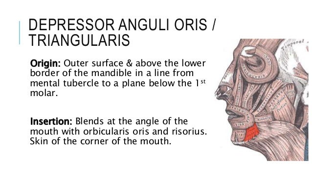 Muscles of facial expression