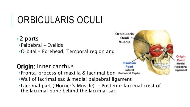 Orbicularis Oris Muscle Details Origin Insertion