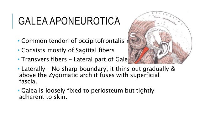 Muscles of facial expression