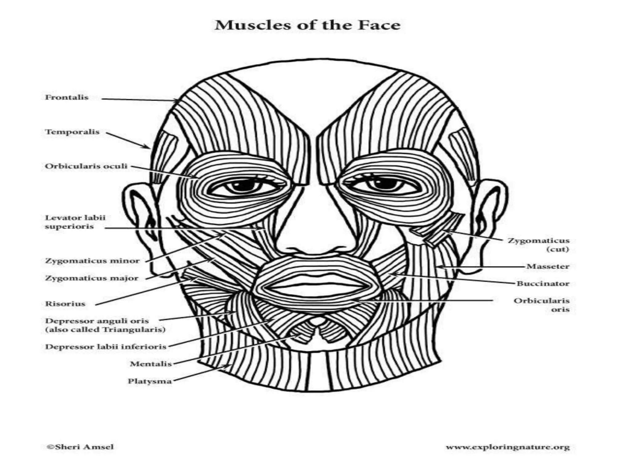Muscles of Facial expression .pptx