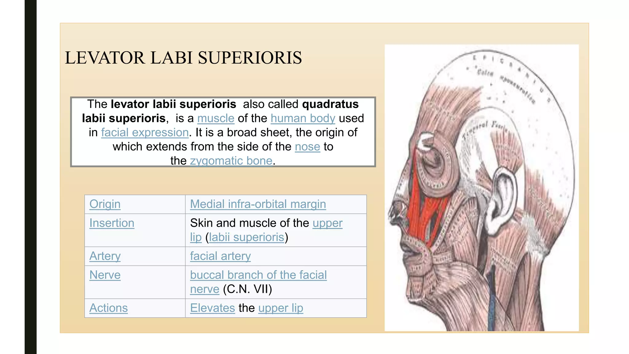 MUSCLES OF FACIAL EXPRESSION.pptx