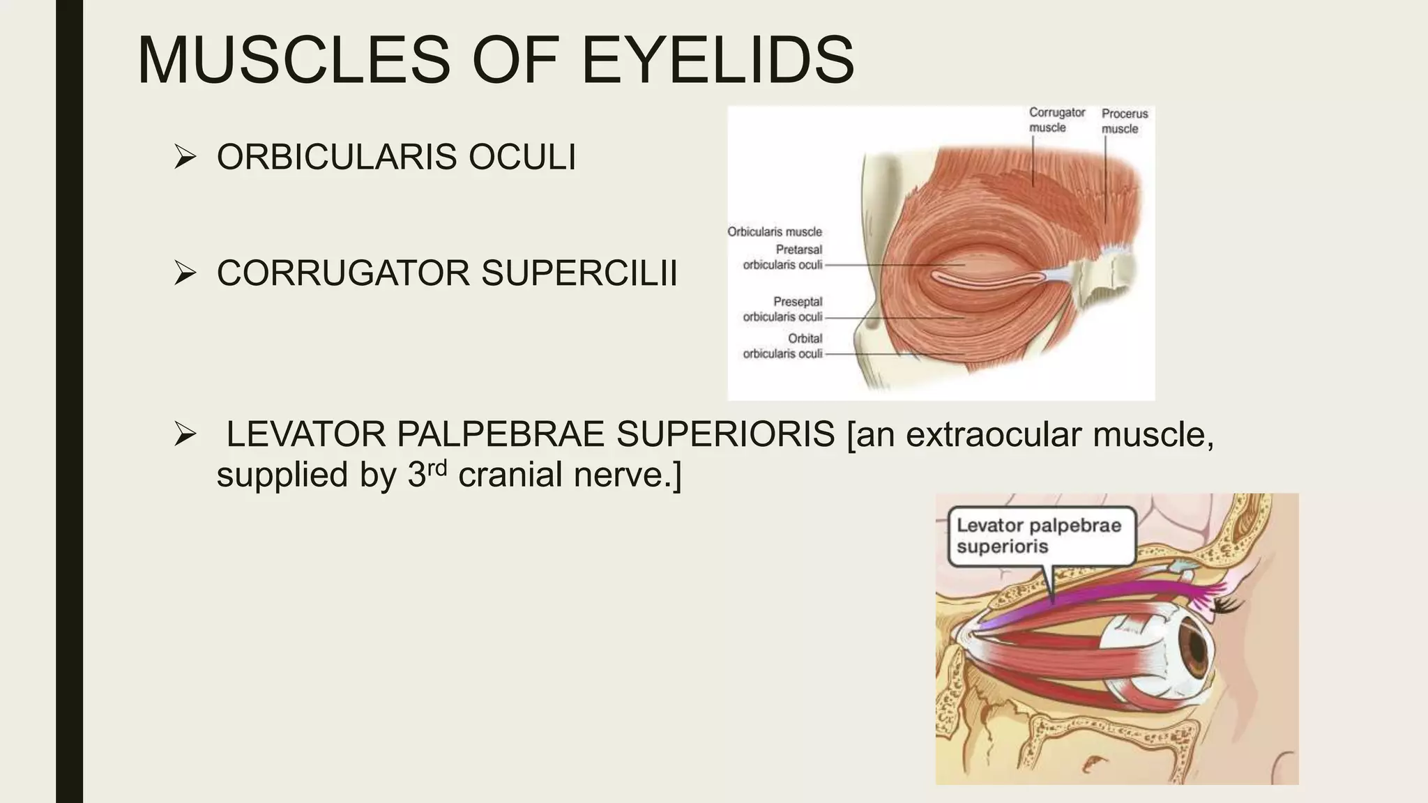 MUSCLES OF FACIAL EXPRESSION.pptx