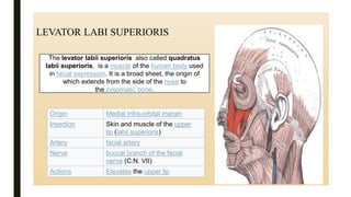 MUSCLES OF FACIAL EXPRESSION.pptx