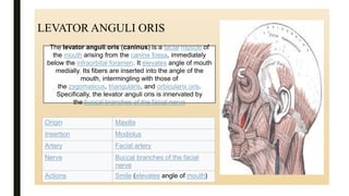 MUSCLES OF FACIAL EXPRESSION.pptx